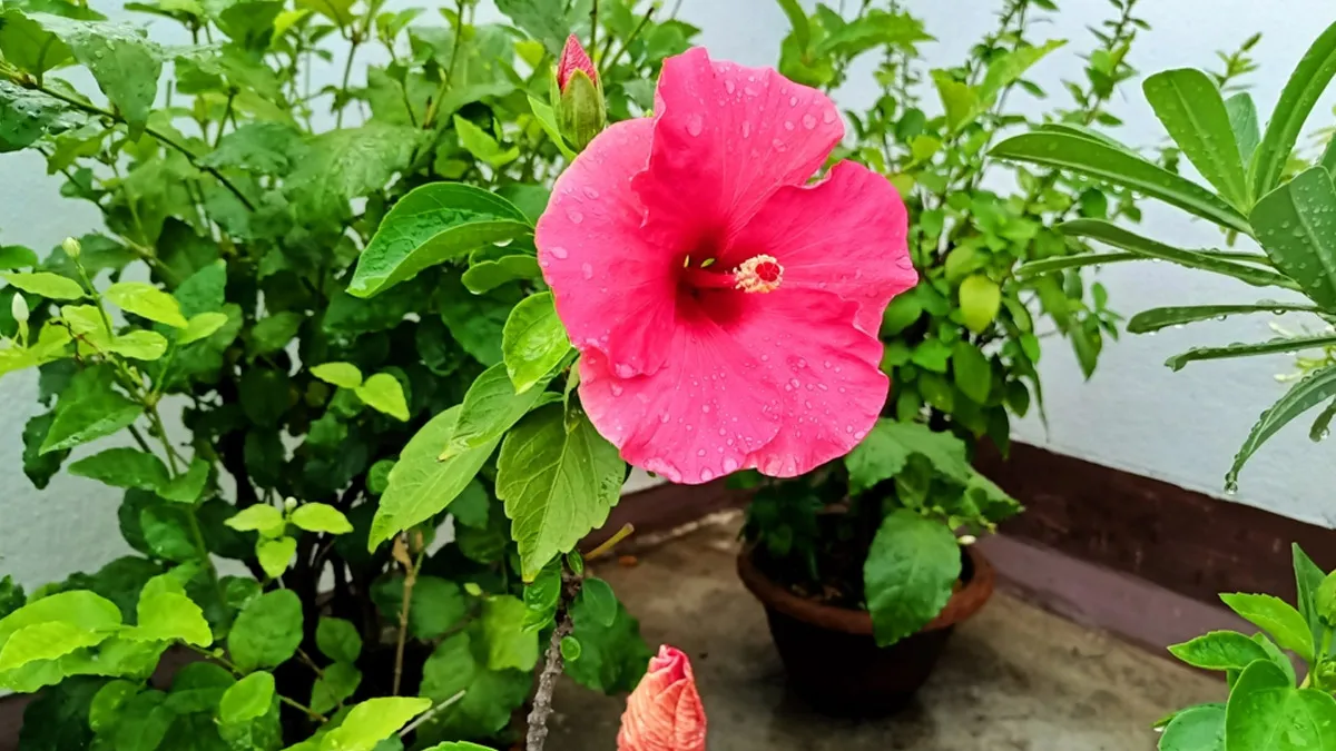 गुड़हल का पौधा कलियों से जाएगा भर, अगर डालती हैं इस सब्जी का पानी ...