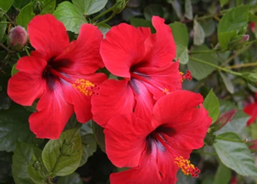 गुड़हल का पौधा कलियों से जाएगा भर, अगर डालती हैं इस सब्जी का पानी ...