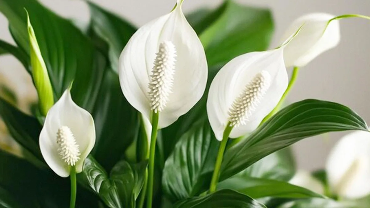 Peace Lily में जल्दी आएंगे फूल, बस अपनाएं माली के बताए ये 5 स्मार्ट ...