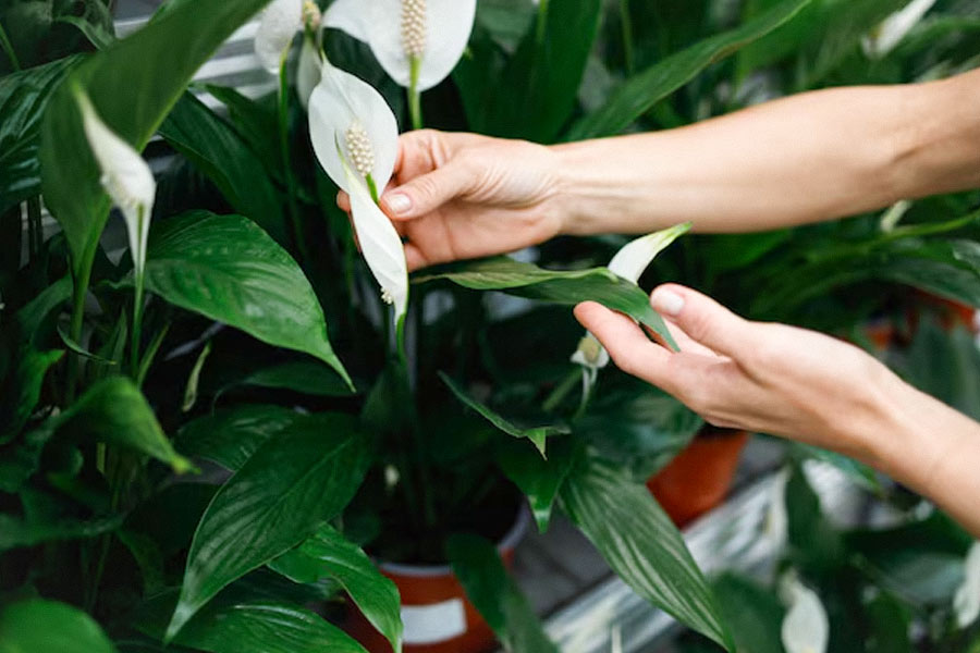 Peace Lily में जल्दी आएंगे फूल, बस अपनाएं माली के बताए ये 5 स्मार्ट ...