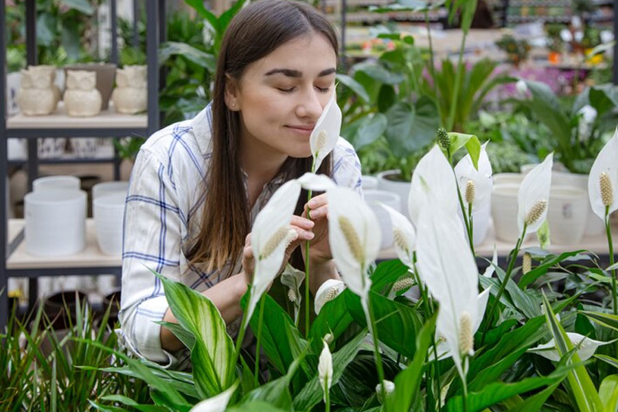 Peace Lily में जल्दी आएंगे फूल, बस अपनाएं माली के बताए ये 5 स्मार्ट ...
