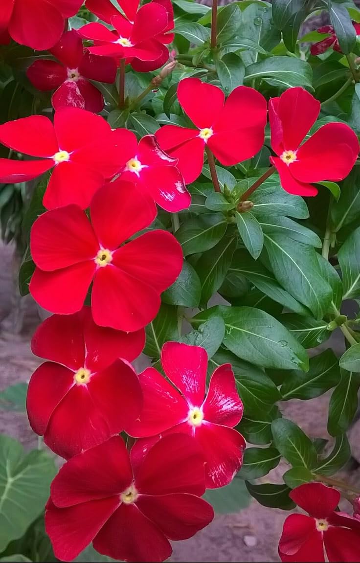 जून का दूसरा हफ्ता जाने से पहले बालकनी में लगाएं यह नखरीला पौधा, पूरे ...