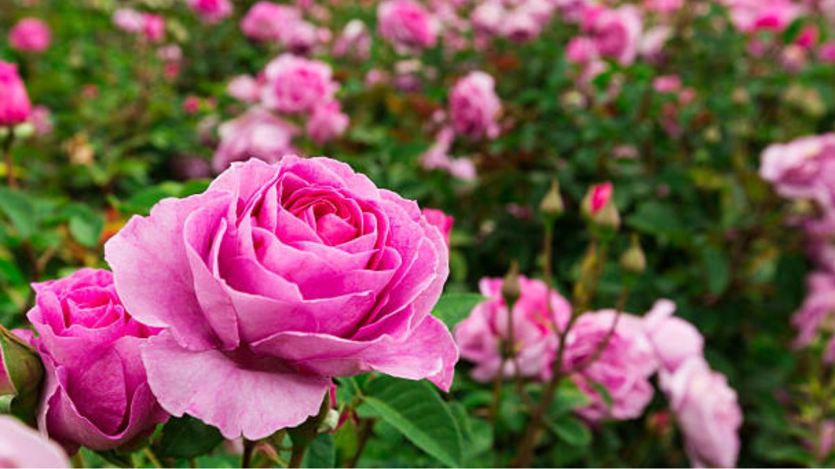 Rose Gardening: ₹10 से भी कम में फूलों से भर जाएगा गुलाब का पौधा, बस ...