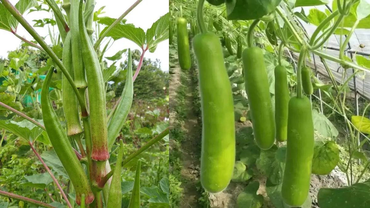 Vegetables to Grow on Terrace: गमलों में लहलहा उठेंगी ये 3 हरी सब्जियां ...