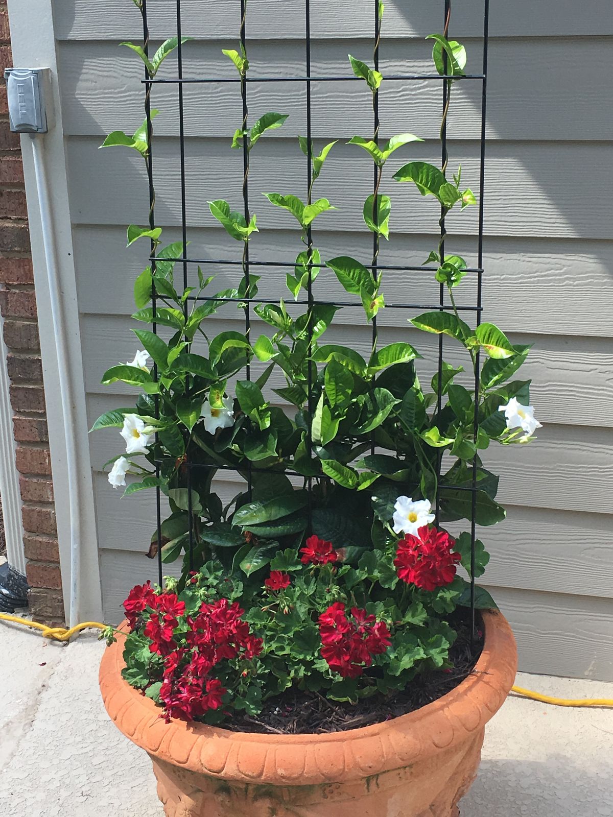 Flower Vine Shaping Tips: बेल वाले पौधों को शेप देने के अमेजिंग आइडिया ...
