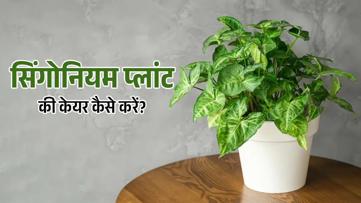 प्लांट लवर्स के लिए परफेक्ट है Syngonium, बस रखें इन बातों का ध्यान ...