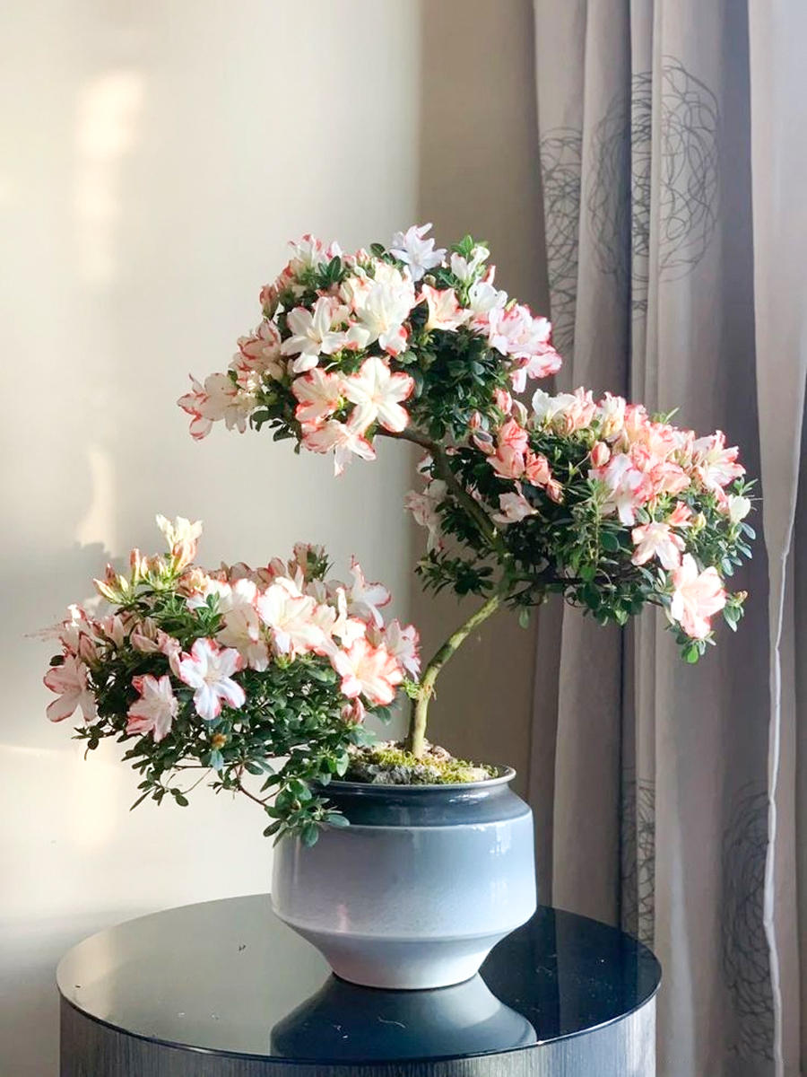 Best Flower Pot Designs for Bedroom: बेडरूम को दें फ्रेश और एस्थेटिक ...
