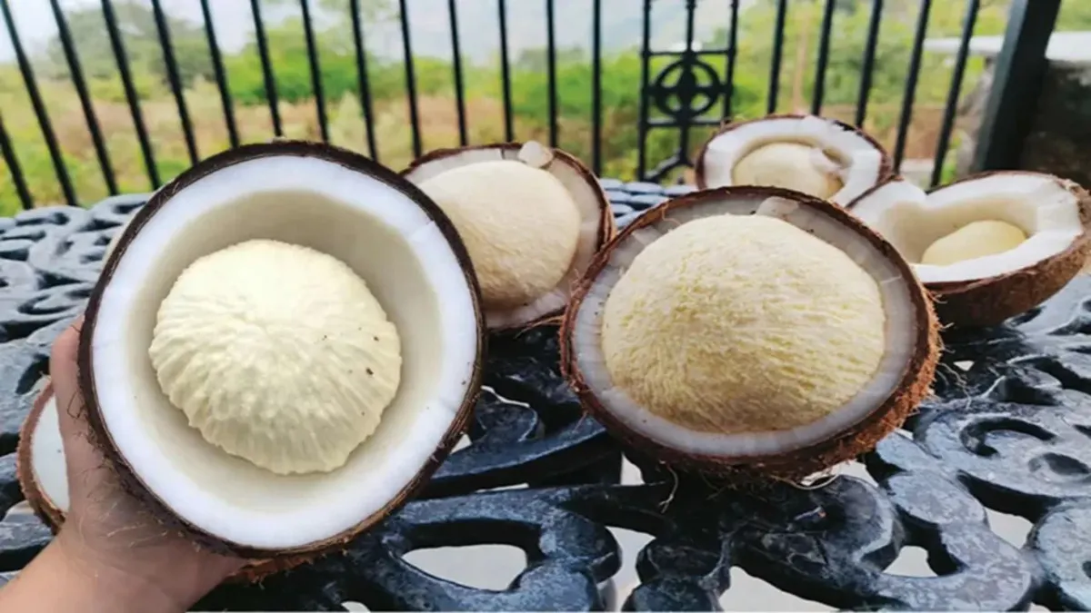 தேங்காய் பூ நன்மைகள் : நோய் நொடியின்றி வாழ இயற்கை தந்த பொக்கிஷம் ...