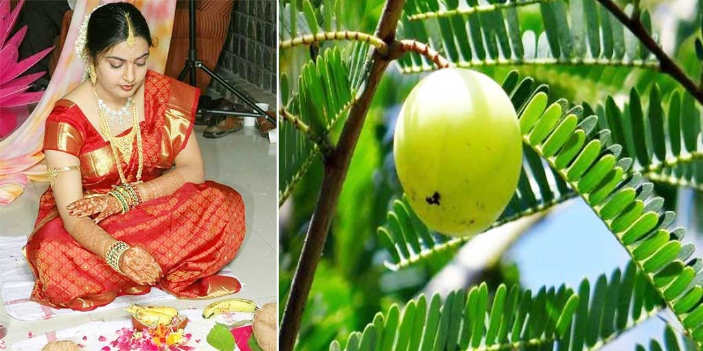 Amla Akshay Navami 2019: Amla Pujan Vidhi to Make Lord Vishnu and Shiv ...