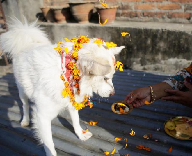Nepal Celebrates dog Diwali Called Kukur Tihar Festival Know About Some ...