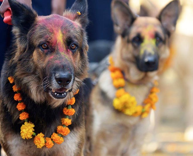 Nepal Celebrates dog Diwali Called Kukur Tihar Festival Know About Some ...