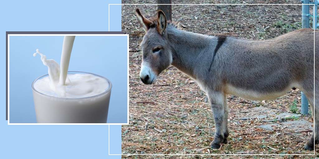 Serbian Donkey Cheese From Zasavica: This Is The Most Costly Donkey ...