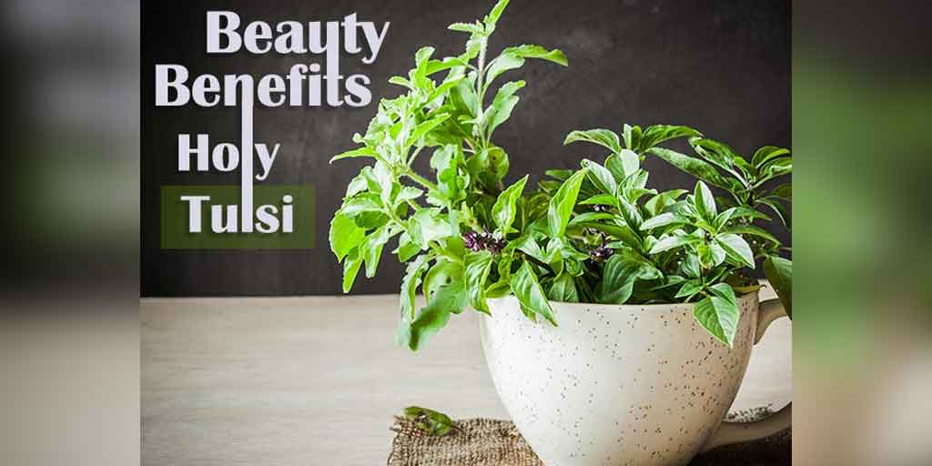 The Holy Tulsi Has A Number Of Skin And Hair Benefits -Innumerable ...