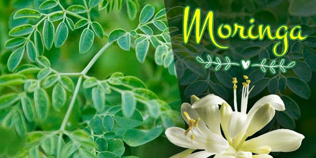 These Health Benefits of Moringa Will Compel You To Add It To Your Diet ...