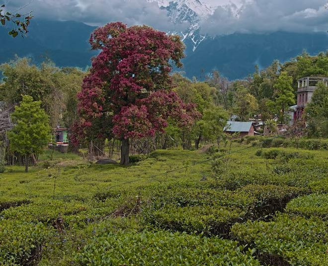 Best Places To Visit In Palampur Himachal Pradesh In Hindi | best ...