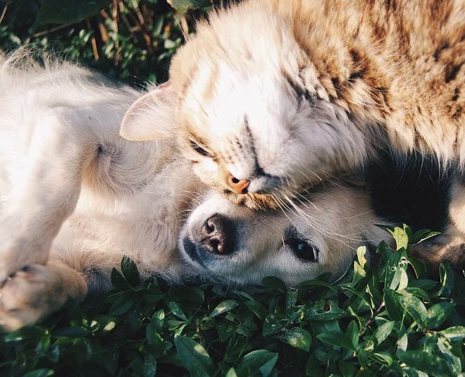 Love Your Pet Day 2020: Tips On Best Ways To Care For Your Pets ...