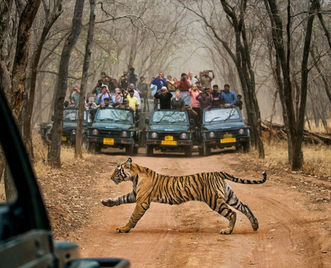 International Tiger Day 2020 Everything You Need To Know About Tigers ...