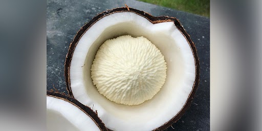 Coconut Flower: Ten Amazing Health Benefits of Coconut Embryo -नारियल ...