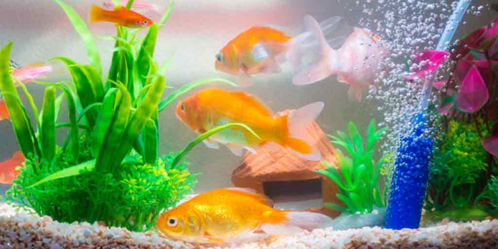 Tips To Deep Clean Your Fish Tank In Easy Steps In Hindi | tips to deep ...