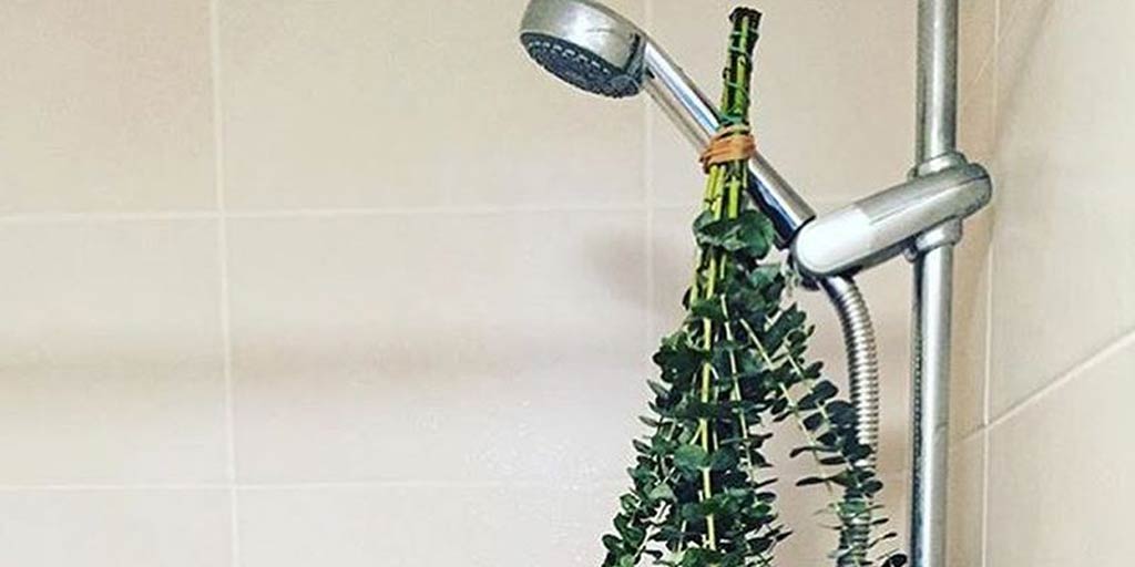 Hang Eucalyptus Leaves On Your Shower For These Advantages-Hang ...