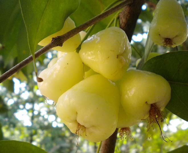 Celeb Nutritionist Rujuta Diwekar: Keep Calm, Eat Jaam Or Rose Apple ...