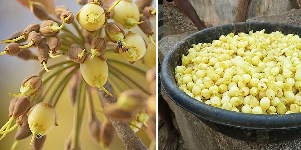 Mahua Benefits Know How It Help To Get Rid Of Many Diseases-महुआ में ...