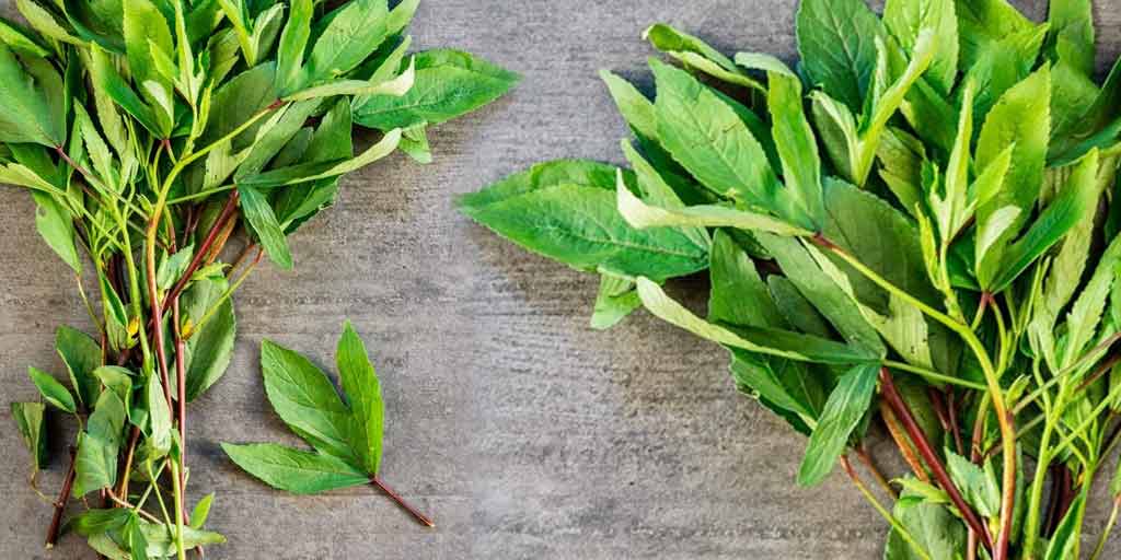 Health Benefits of Ambadi By Rujuta Diwekar | health benefits of ambadi ...