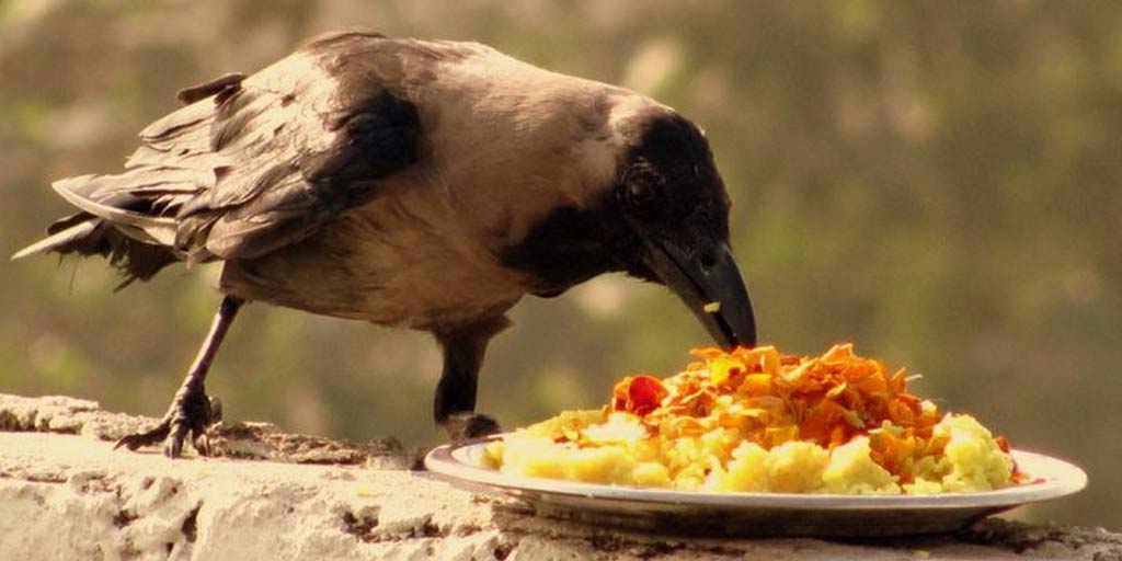 Why You Should Feed Crow During Pitru Paksha According to Expert -पितृ ...
