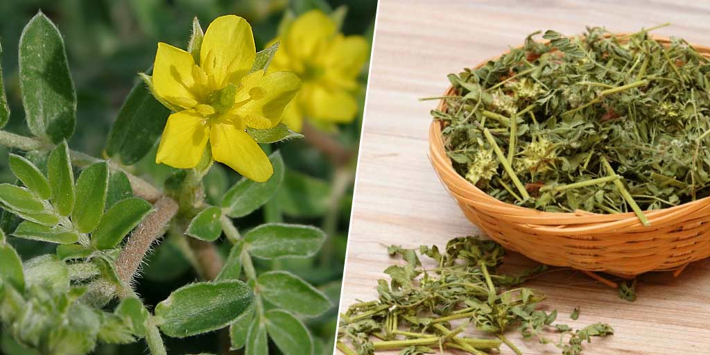 Health Benefits Of Gokhru Plant In Hindi-इस पौधे और इसके फूल को न समझे ...