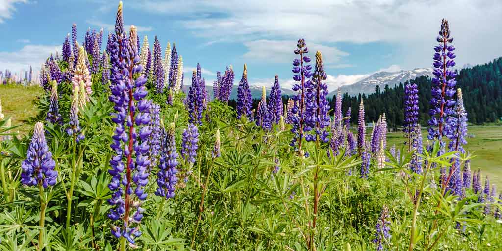 Visit These Alluring Places Of India In Spring Season-Visit These ...