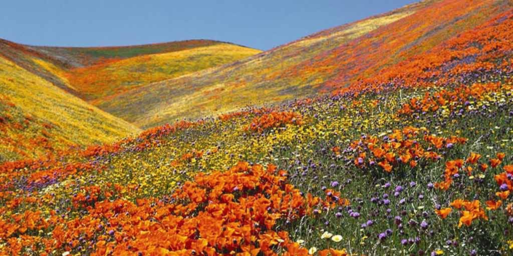 All About Yumthang Valley In Hindi-Travel Tips: उत्तराखंड में ही नहीं ...