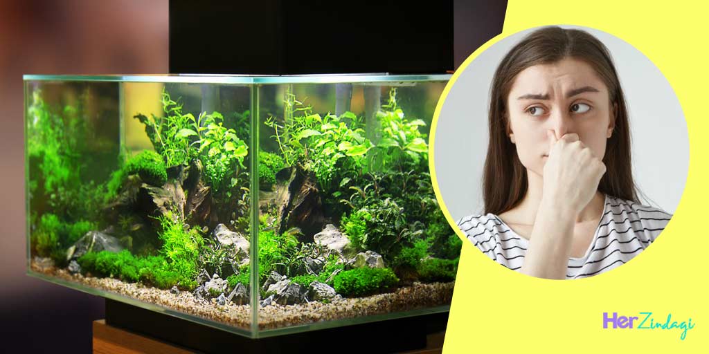 How To Get Rid Of Smelly Aquarium Water | how to get rid of smelly ...