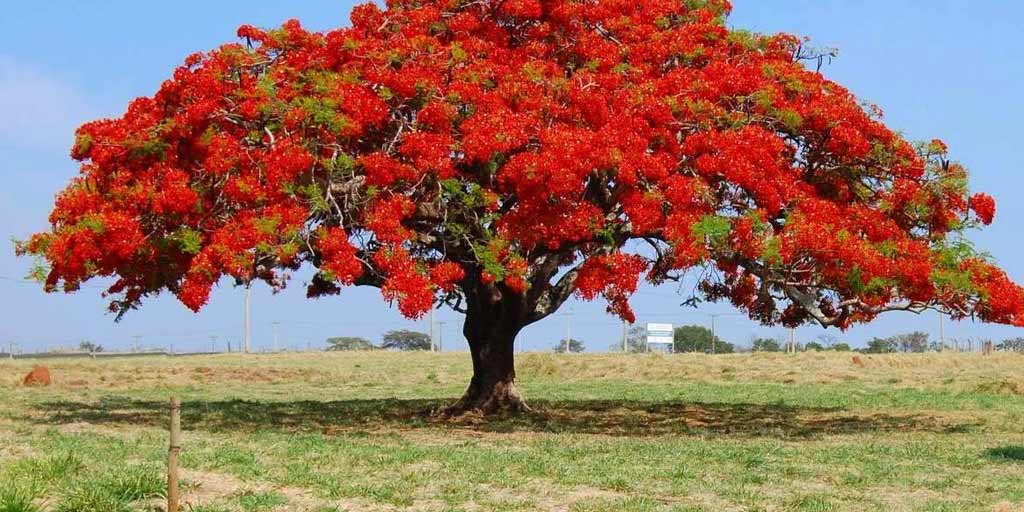 Add Some Gulmohar Trees To Your Garden For Amazing Health Benefits Add