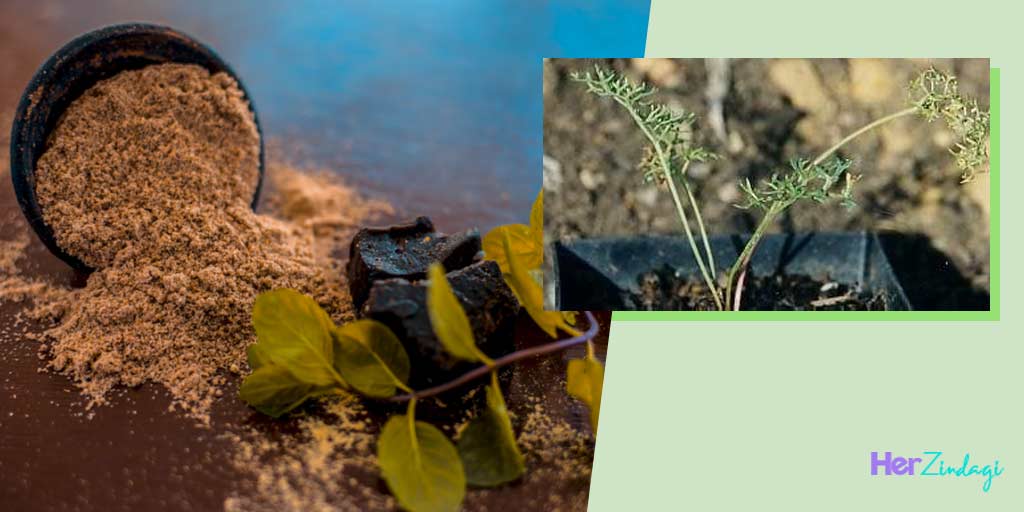 How To Grow Hing Plant At Home-घर पर इस तरीके से उगाएं हींग का पौधा ...