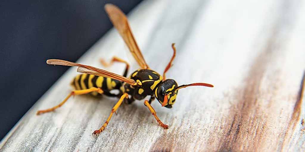 The Various Common Insect Stings And How To Deal With Them-The Various ...