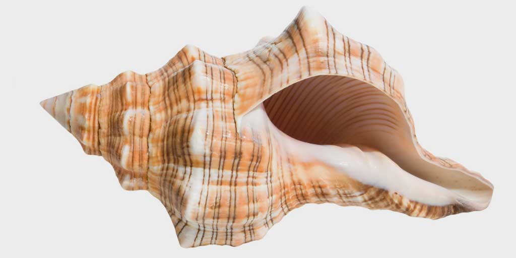 Rules For Keeping Conch Shell At Home In Hindi - Expert Tips: घर में ...