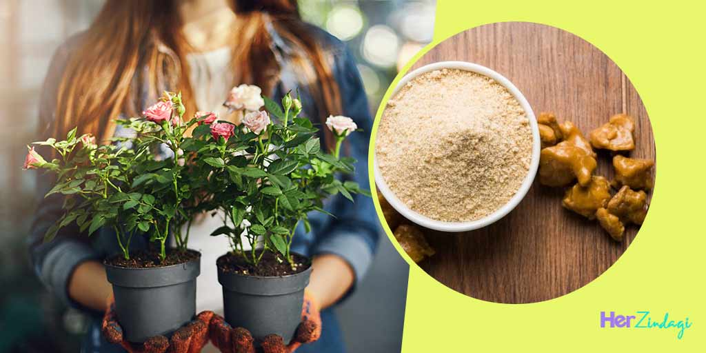 How To Use Hing For Plants | how to use hing for plants | HerZindagi