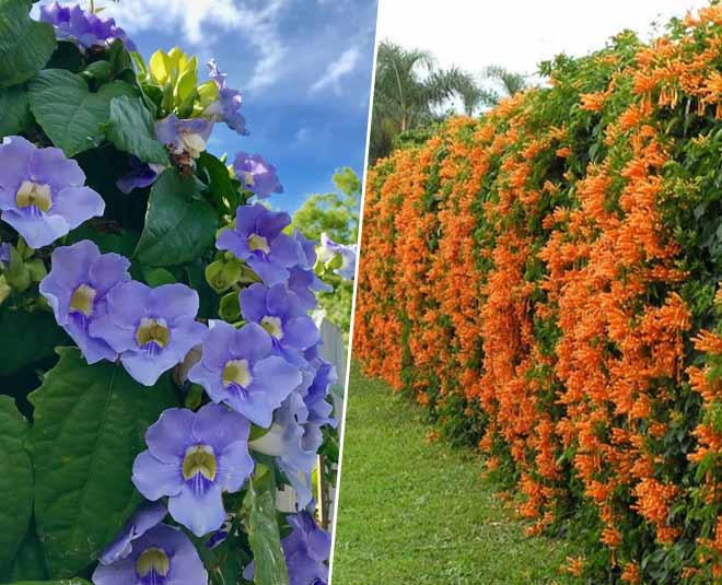 How To Grow Creeper Plants How To Grow Creeper Plants