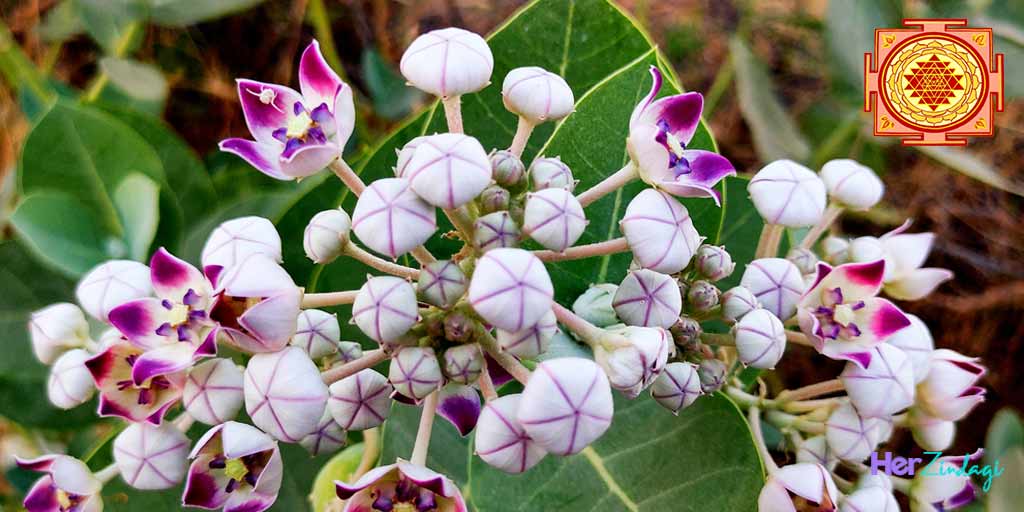 Aak Plant Benefits According To Vastu In Hindi | aak plant benefits ...