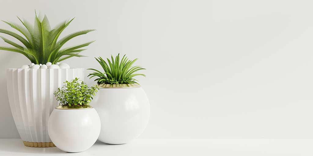 5 Decorative Plants You Should Invest In-5 Decorative Plants You Should ...