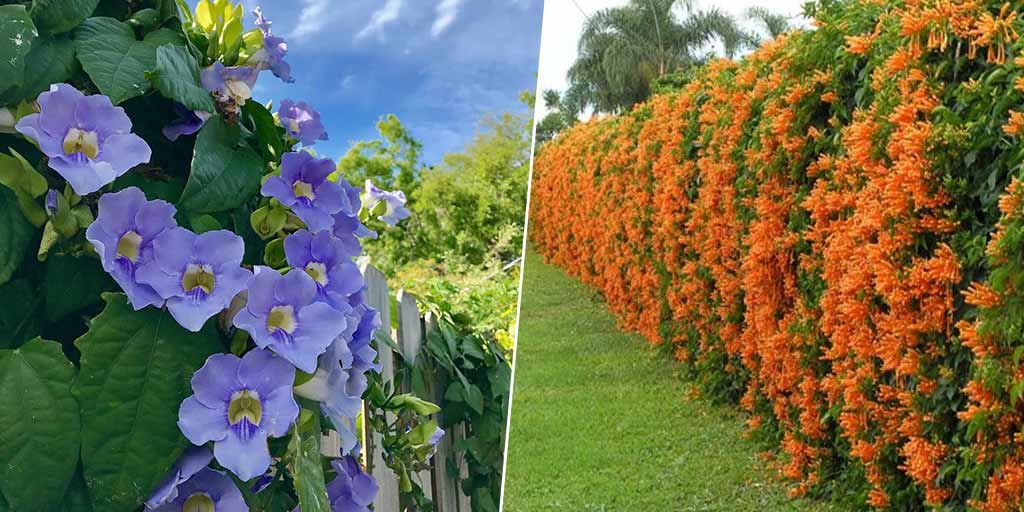 Easy to Grow Creeper Plants for Winter-सर्दियों में घर में उगाए जा सकते ...