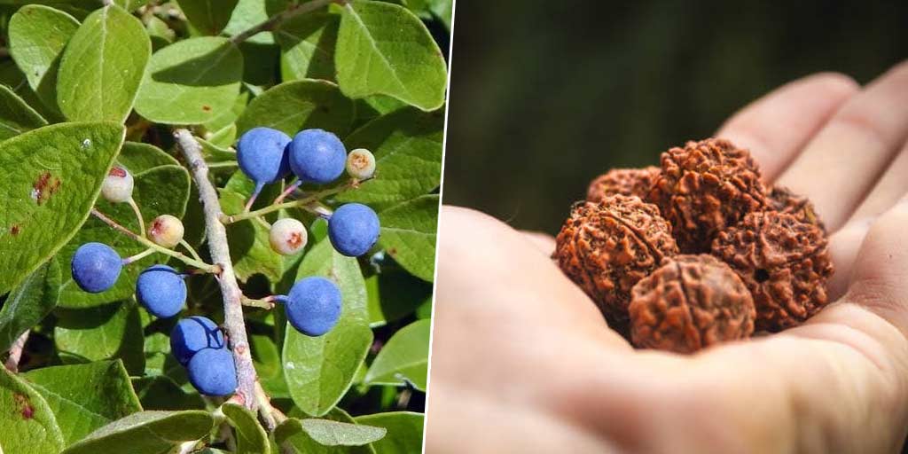 How to Grow Rudraksha Plant at Home-भगवान शिव का प्रिय रुद्राक्ष का ...