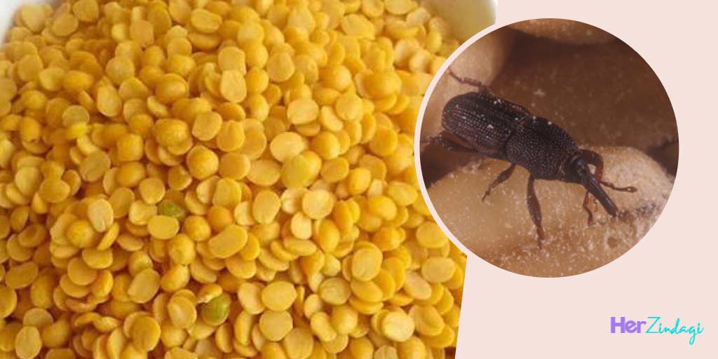 How to Remove Bugs From Arhar Dal and Store it Properly -इन आसान ...