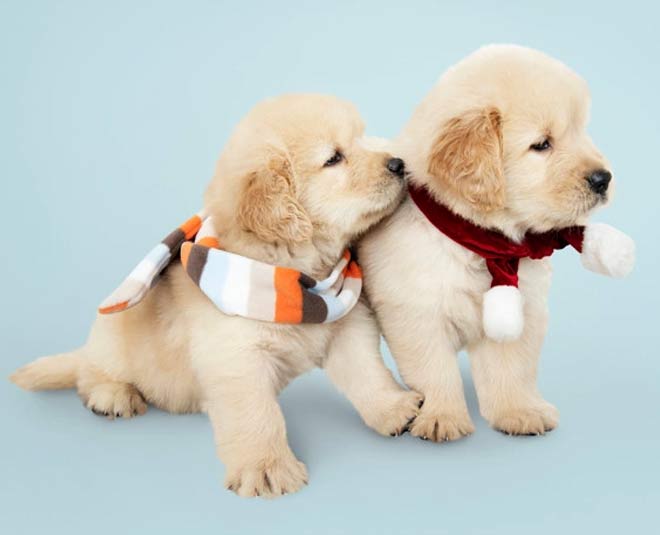 How To Find Perfect Name For Your Pet In Hindi How To Find Perfect