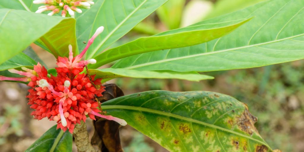 Rauwolfia Serpentina Or Indian Snakeroot Plant Health Benefits ...