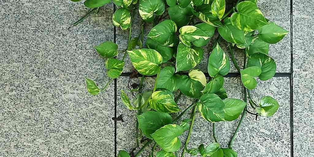 Here's How To Grow A Money Plant At Home-Here's How To Grow A Money ...