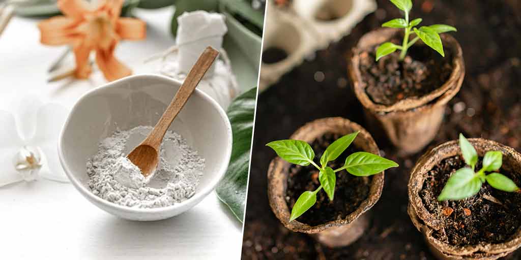 Know How You Can Use Talcum Powder In The Garden Area In Hindi | know ...