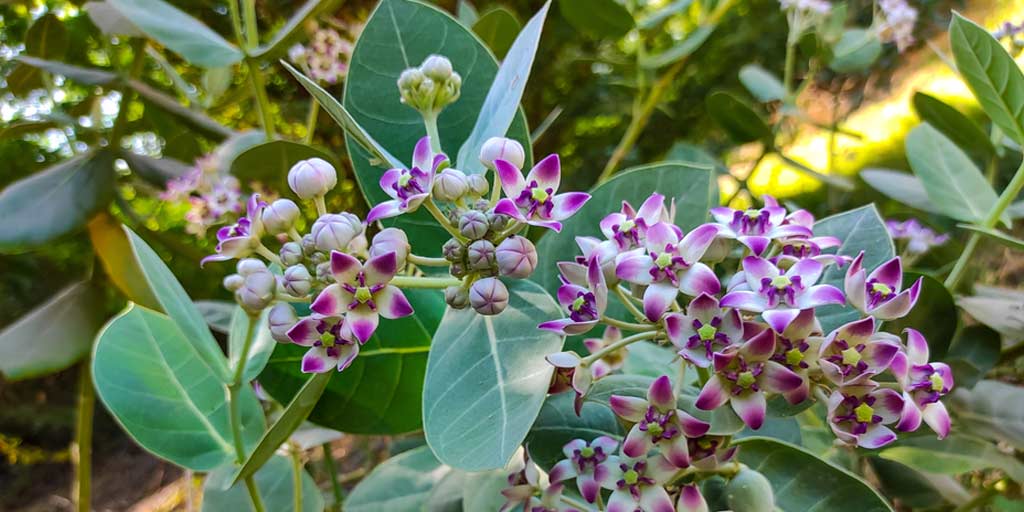 Know The Benefits Of Aak Plant According To Vastu-Plant Aak Plant At ...