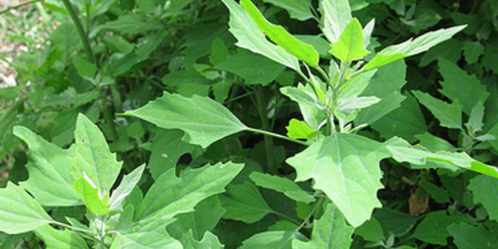 How To Grow Bathua Saag At Home In Hindi-Garden Tips: घर पर आप भी आसानी ...