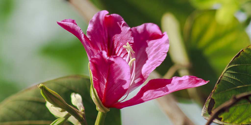 Kachnar Tree Health Benefits-औषधीय गुणों से भरपूर है कचनार, कई ...